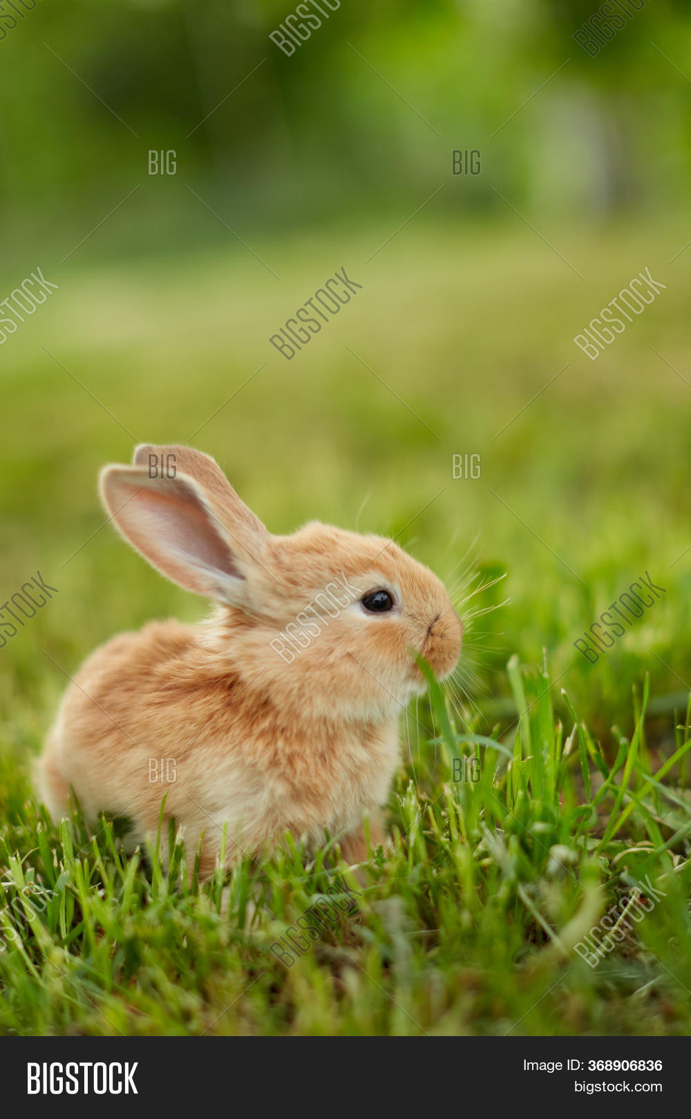 Cute Easter Orange Image & Photo (Free Trial) | Bigstock
