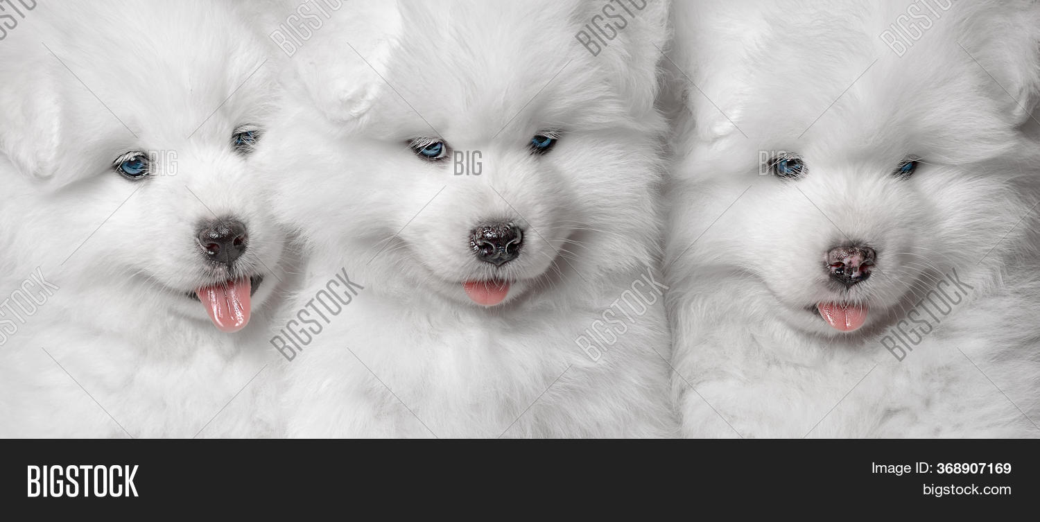 Close Blue Eye Samoyed Image & Photo (Free Trial) | Bigstock