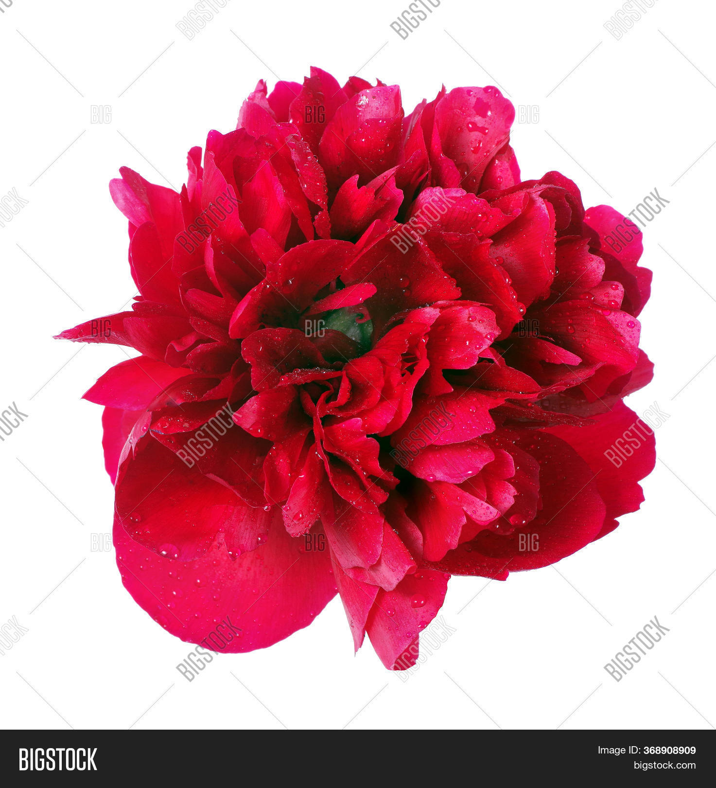 Red Peony Flower Image & Photo (Free Trial) | Bigstock