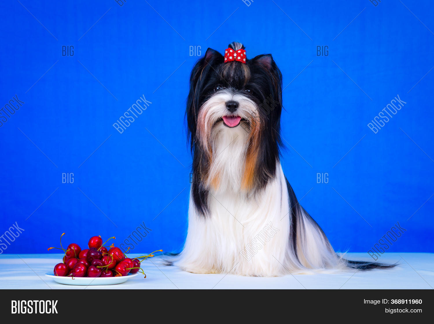 Dog Breed Beaver. Blue Image & Photo (Free Trial) | Bigstock