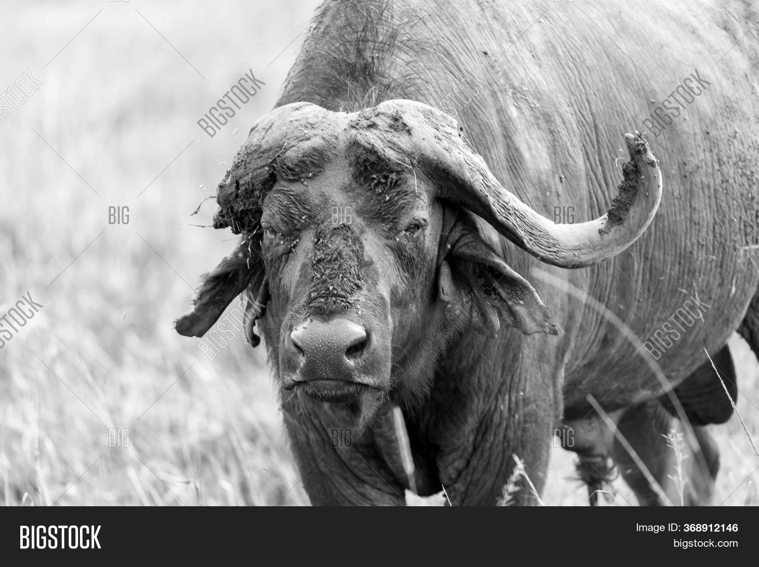Some Big Buffalos Image & Photo (Free Trial) | Bigstock