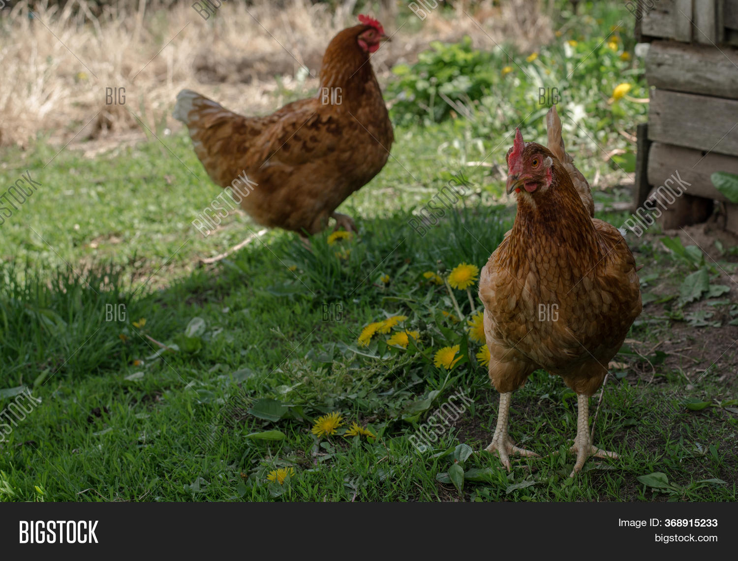Close Red Chicken On Image & Photo (Free Trial) | Bigstock