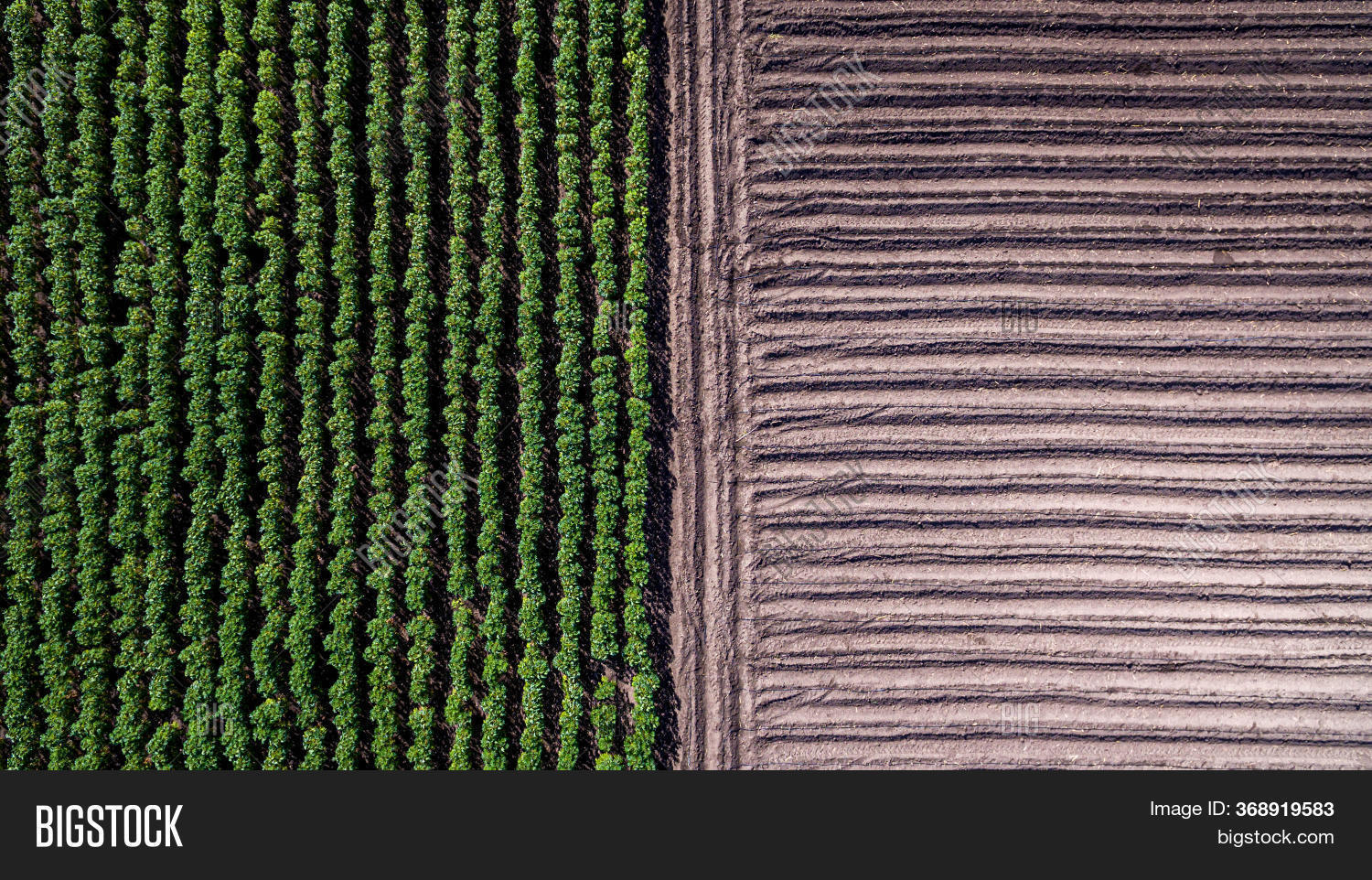 Aerial View Rows Soil Image & Photo (Free Trial) | Bigstock