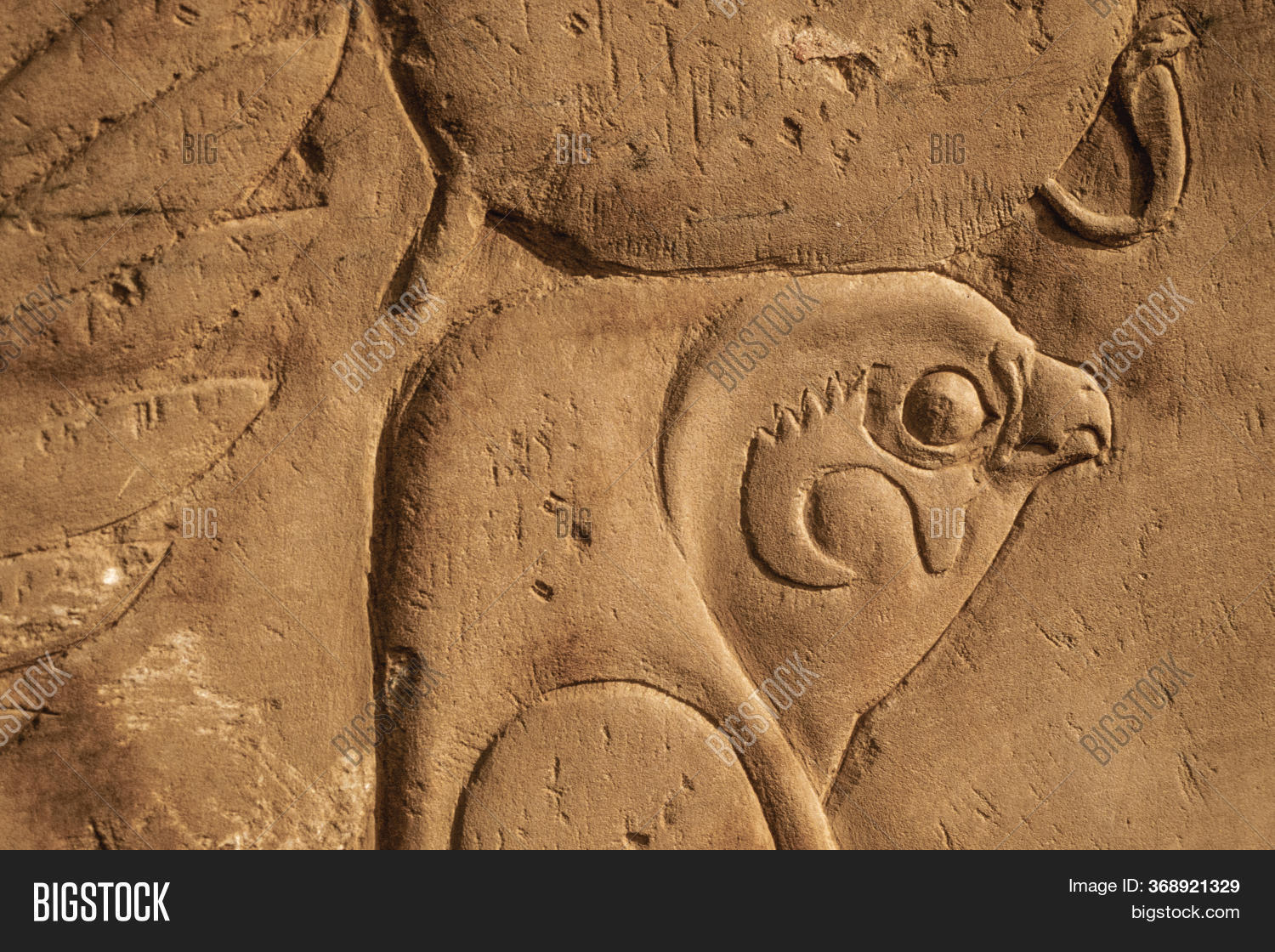 Head Hawk Depicting Image & Photo (Free Trial) | Bigstock