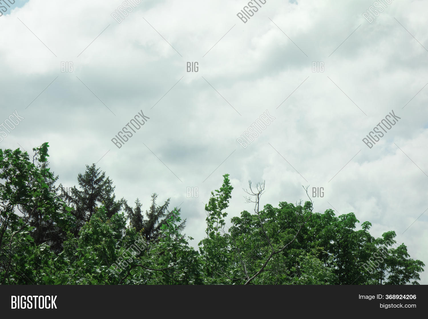 Tree Tops Under Cloud Image & Photo (Free Trial) | Bigstock