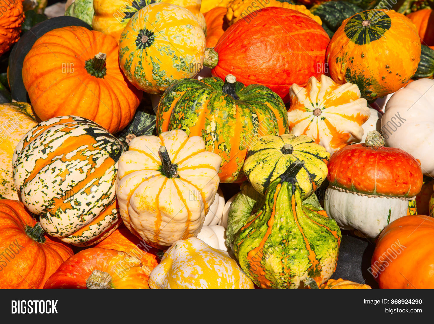 Colorful Pumpkins Image & Photo (Free Trial) | Bigstock