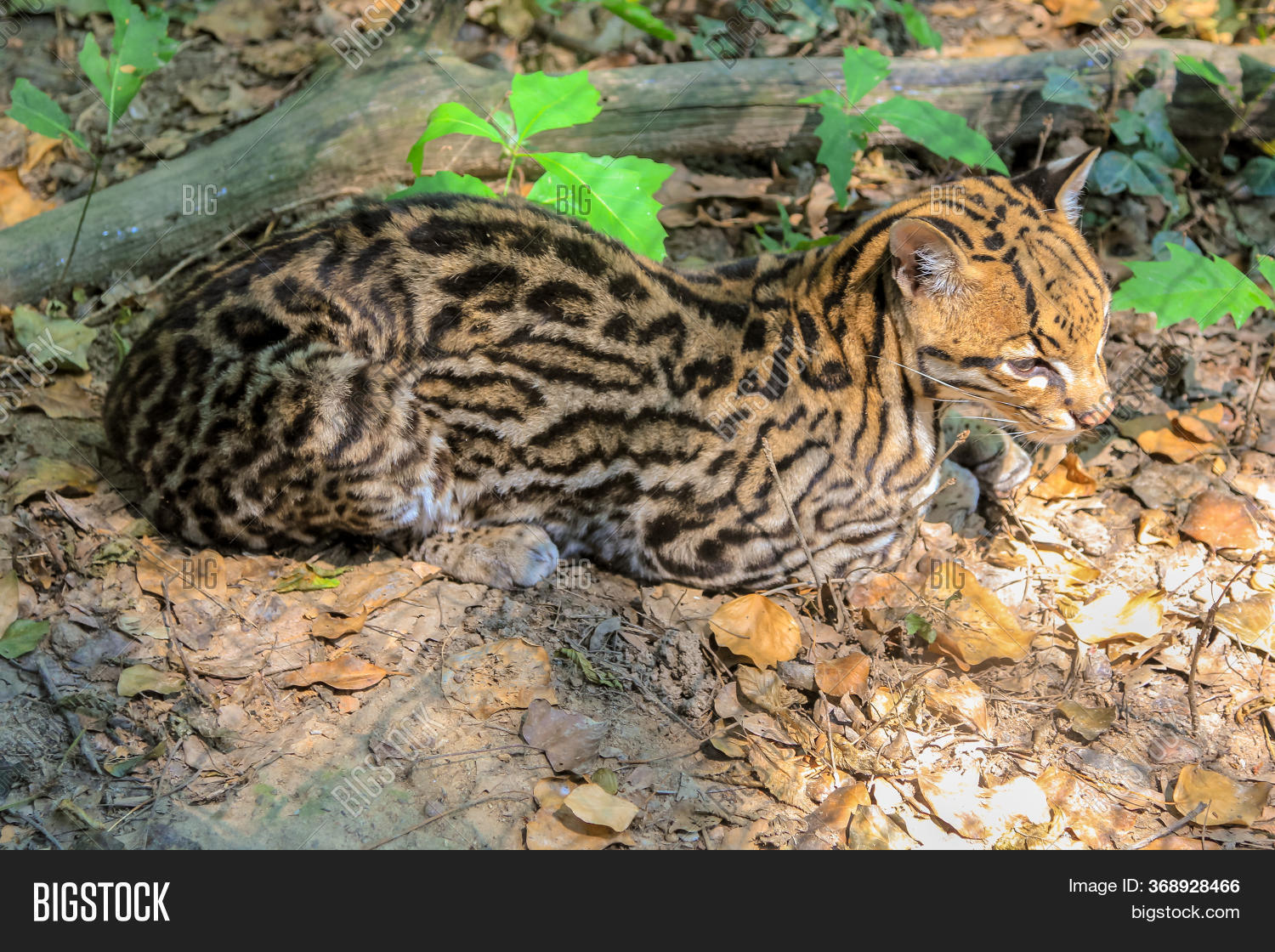 Sitting Ocelot Leopard Image & Photo (Free Trial) | Bigstock