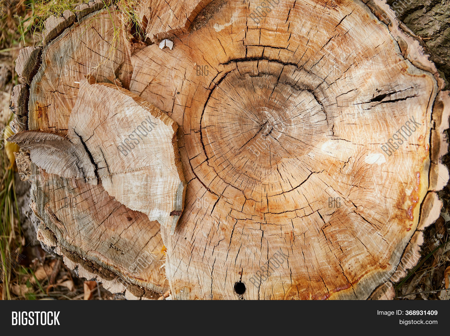 Slice Old Tree Woods Image & Photo (Free Trial) | Bigstock