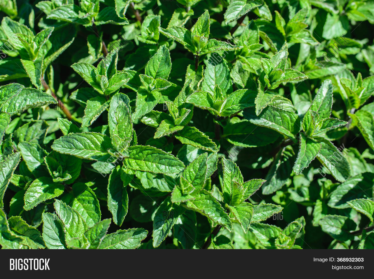 Mint Plant Grow Image & Photo (Free Trial) | Bigstock