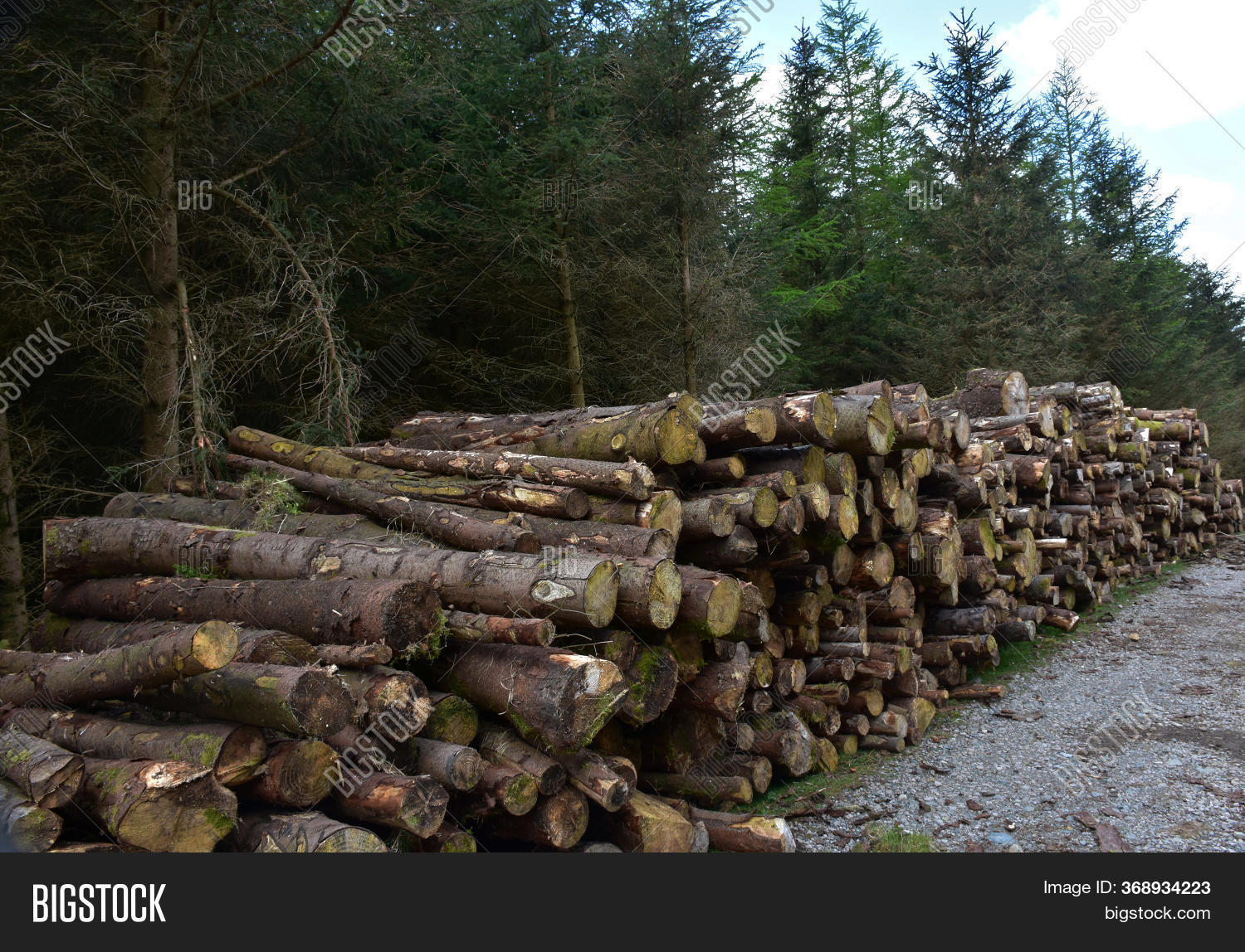 Long Stacked Logs Cut Image & Photo (Free Trial) | Bigstock