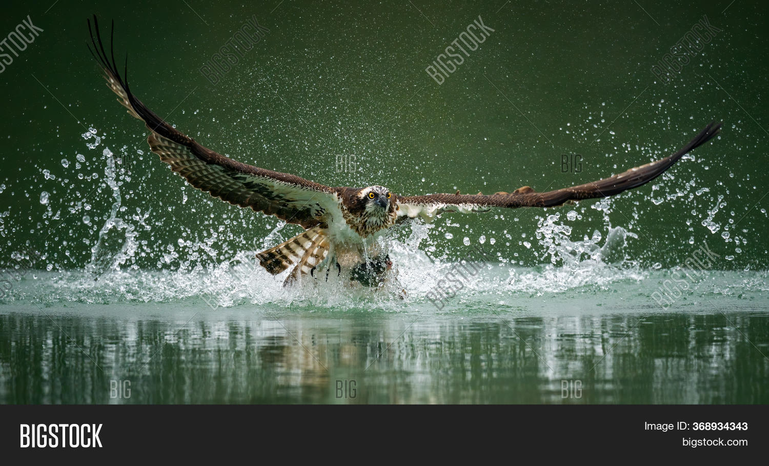 Osprey Hunting Fish Image & Photo (Free Trial) | Bigstock