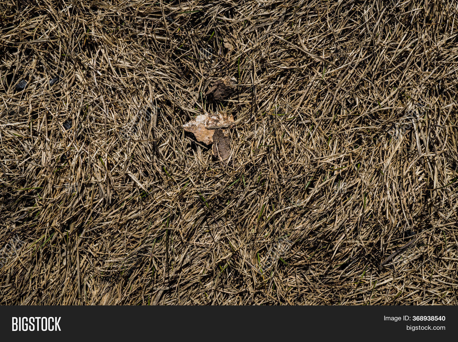 Texture Withered Grass Image & Photo (Free Trial) | Bigstock