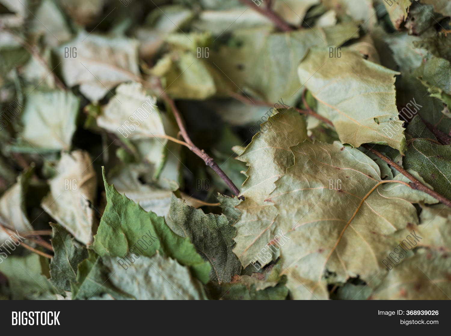Texture Birch Leaves. Image & Photo (Free Trial) | Bigstock