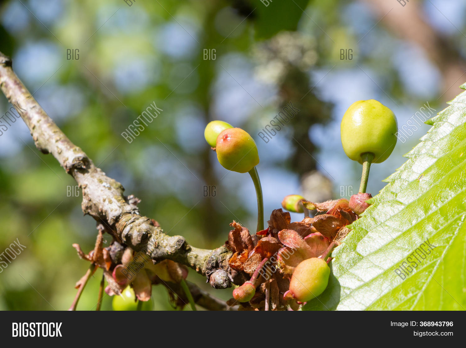 Little Cherries Image & Photo (Free Trial) | Bigstock