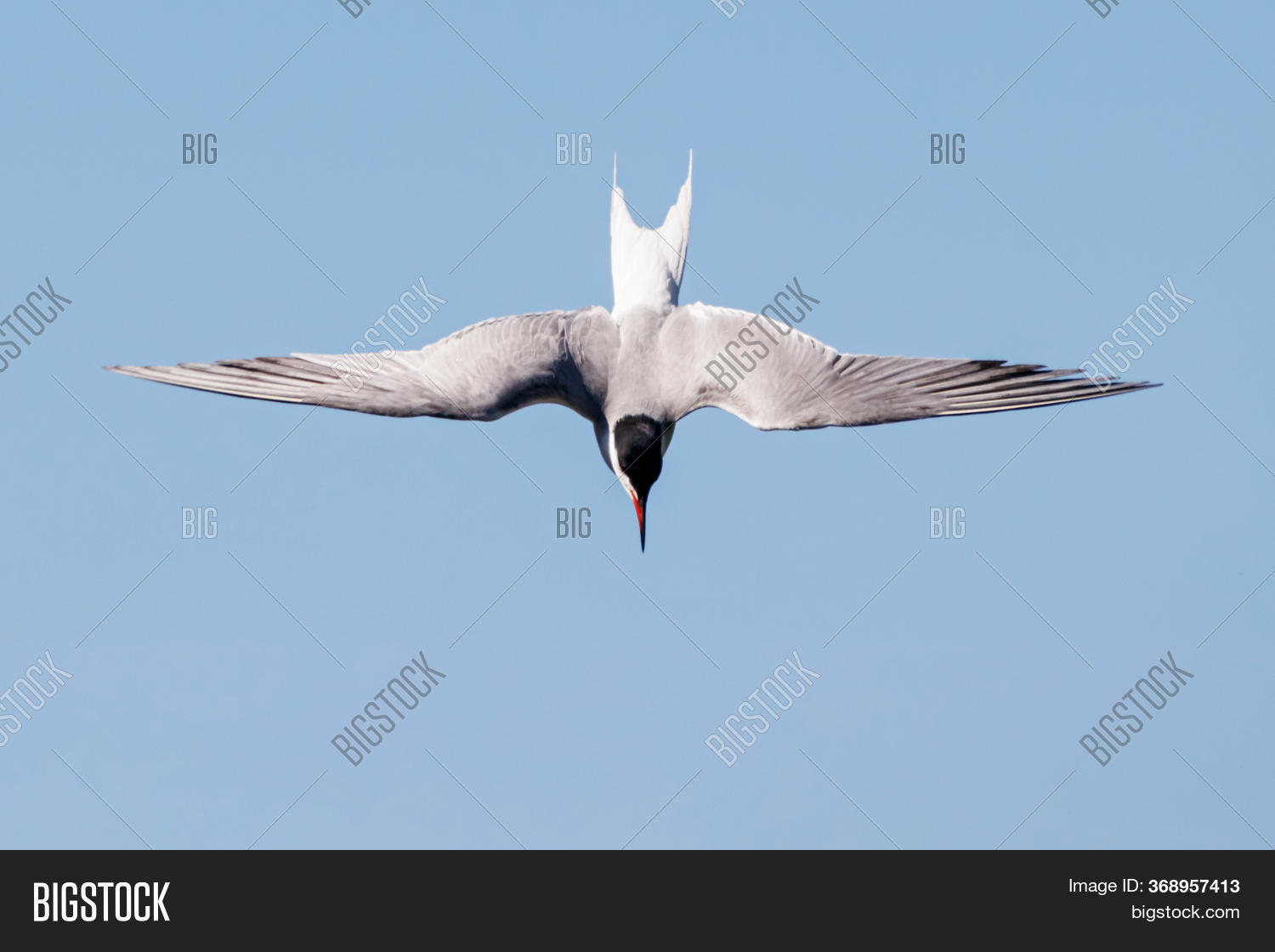 Common Tern Flying Image & Photo (Free Trial) | Bigstock