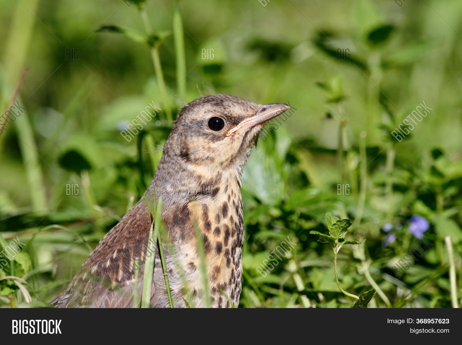 Fieldfare Juvenile Image & Photo (Free Trial) | Bigstock