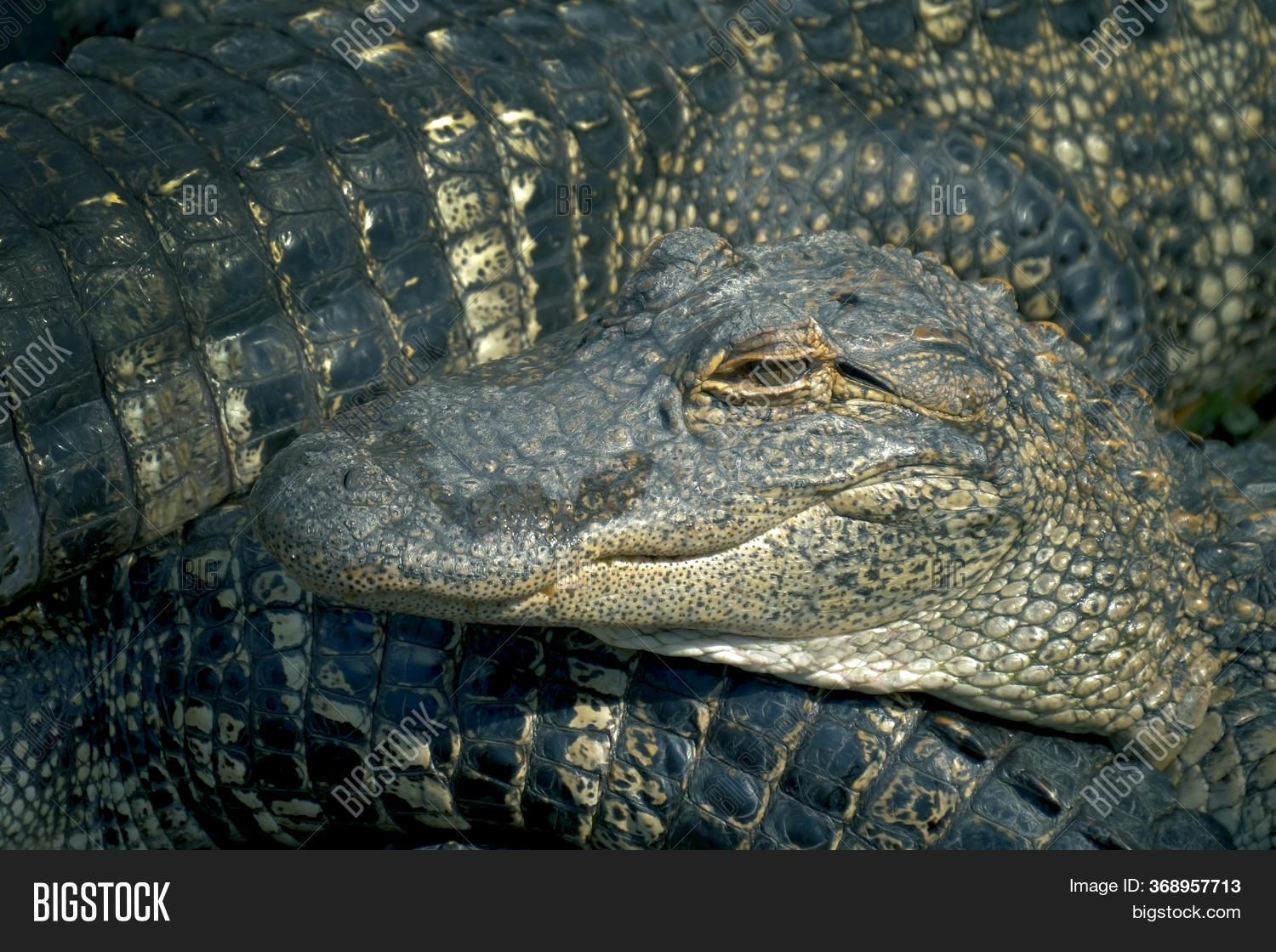 Alligators Crouch Image & Photo (Free Trial) | Bigstock