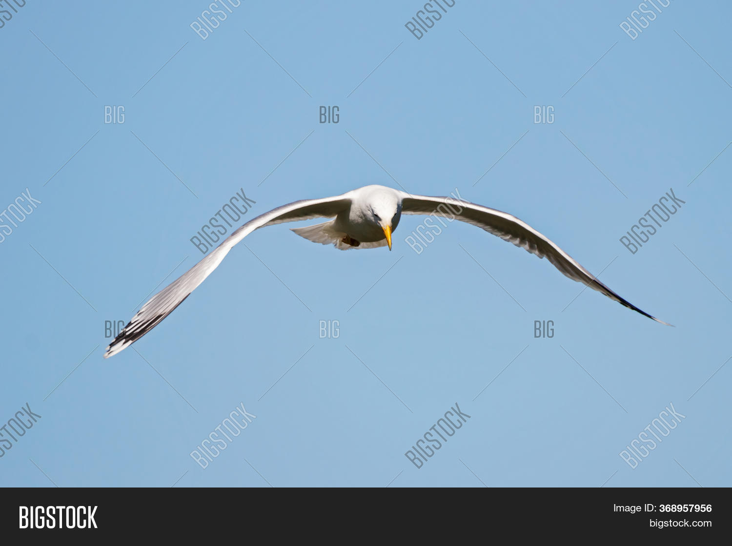 Caspian Gull Adult Image & Photo (Free Trial) | Bigstock