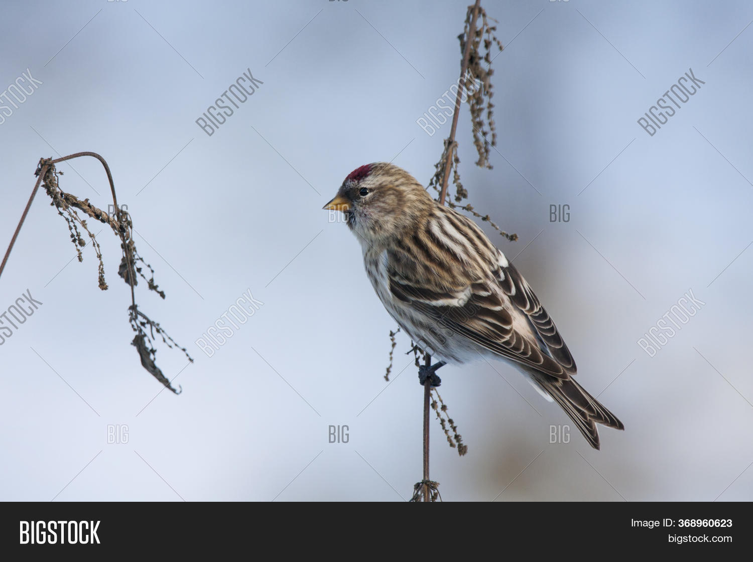 Common Redpoll Female Image & Photo (Free Trial) | Bigstock