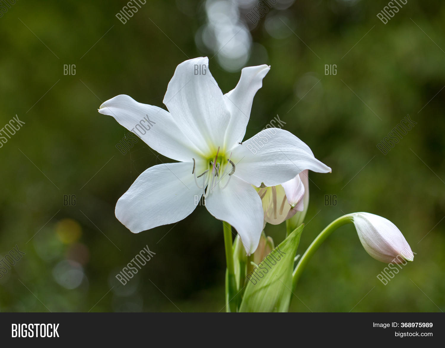 Coelia Bella - Species Image & Photo (Free Trial) | Bigstock