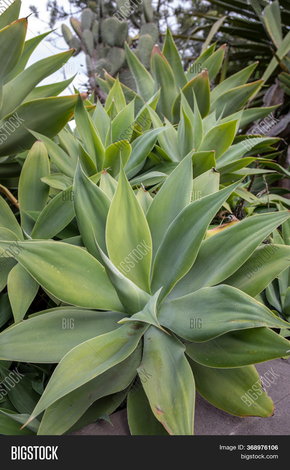 Green Big Leaves Agave Image & Photo (Free Trial) | Bigstock
