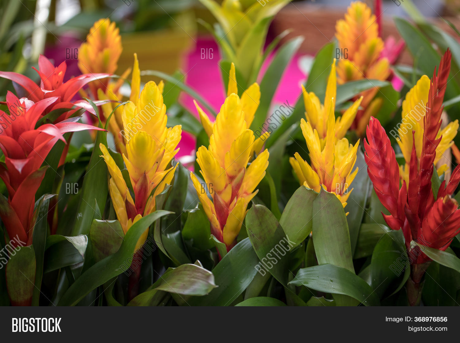 Vriesea (vriesea Image & Photo (Free Trial) | Bigstock