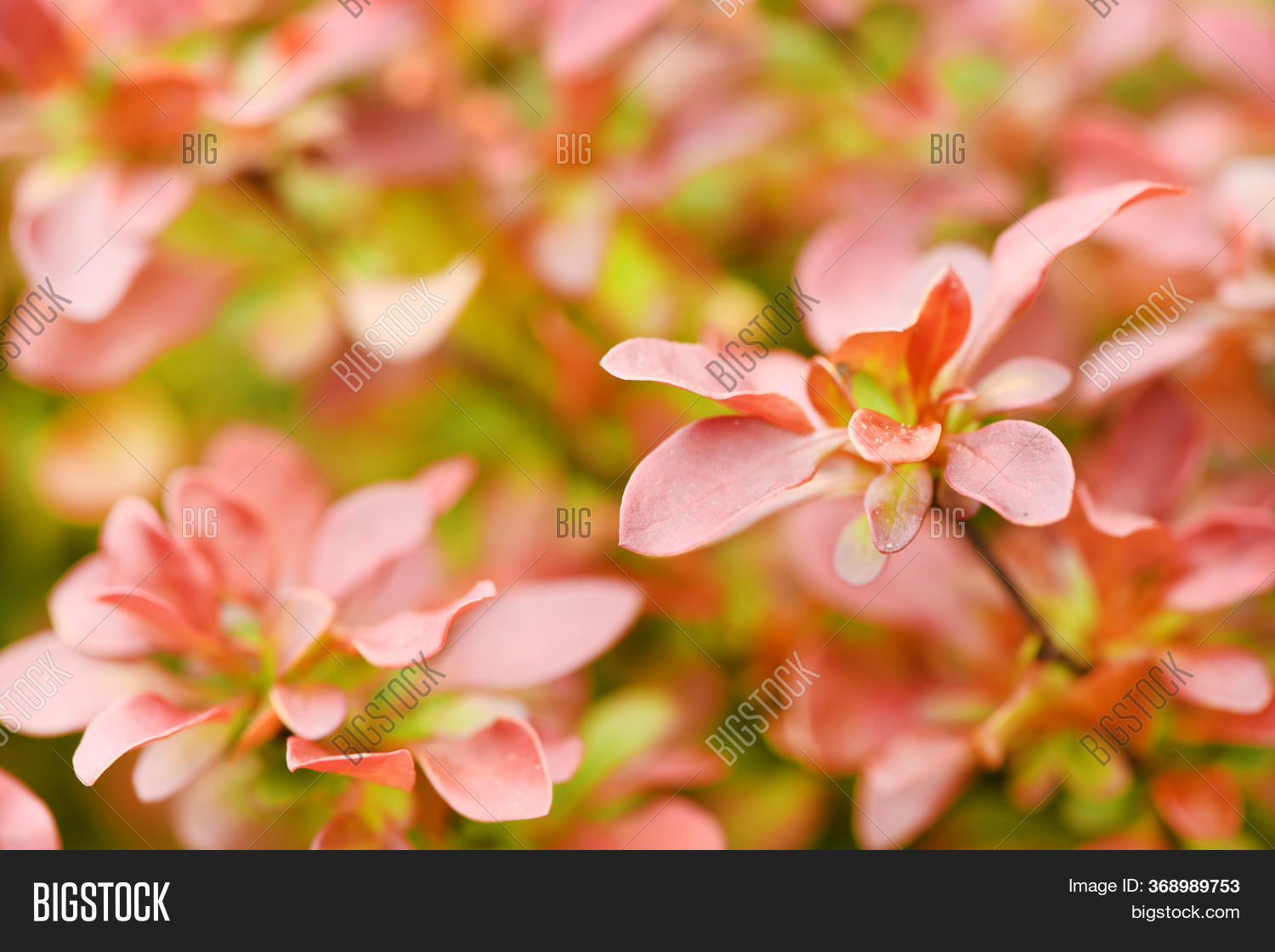 Berberis, Commonly Image & Photo (Free Trial) | Bigstock