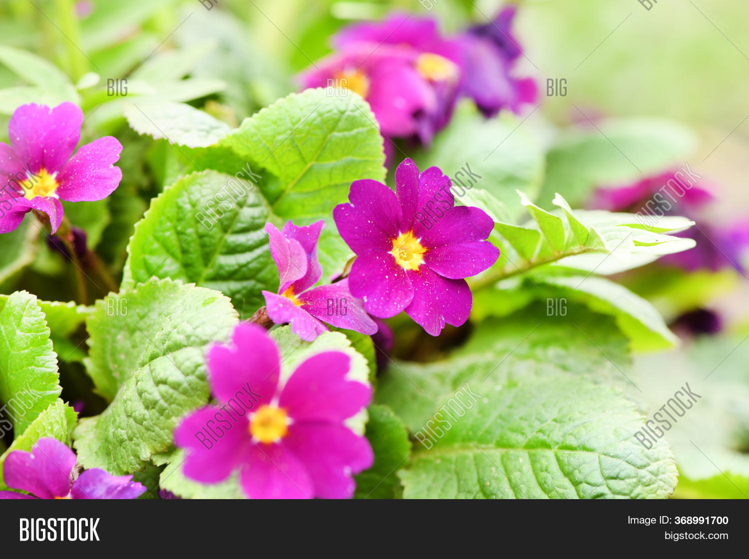 Violet Violets Flowers Image & Photo (Free Trial) | Bigstock