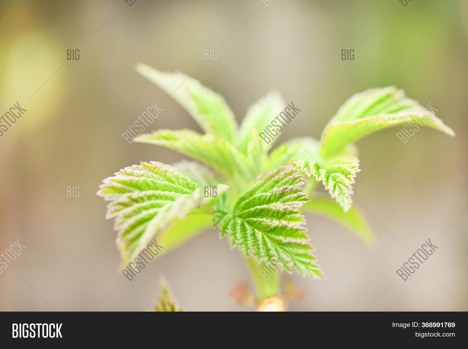 Young Raspberries Image & Photo (Free Trial) | Bigstock