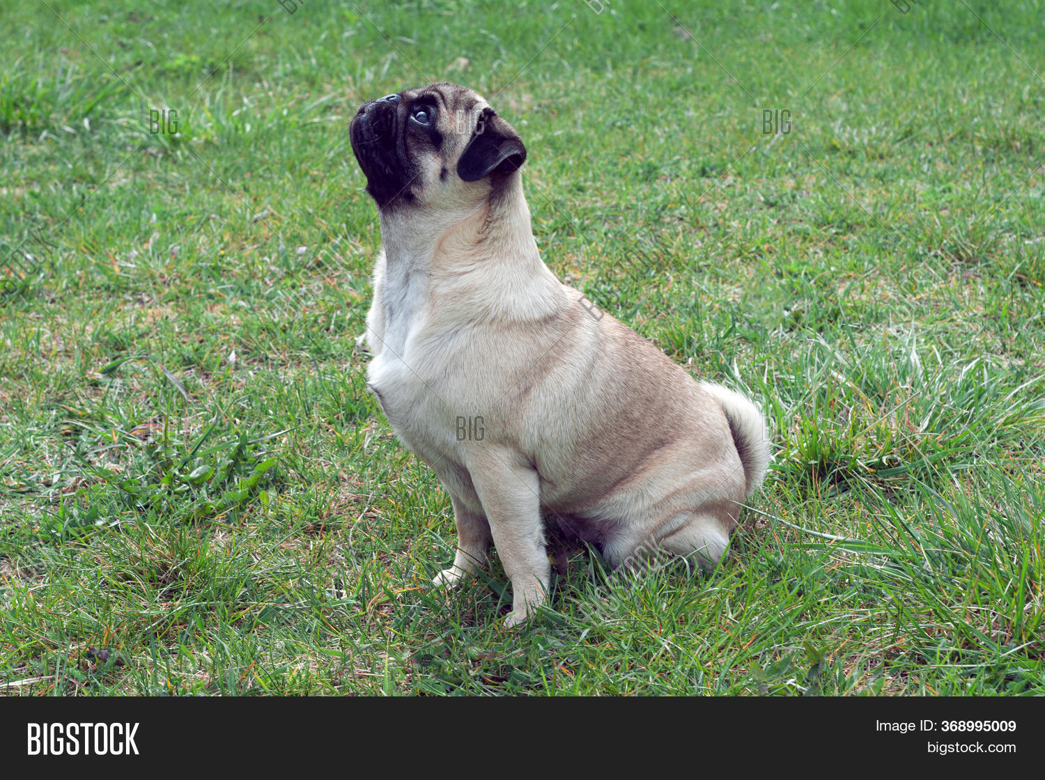 Side View Dutiful Pug Image & Photo (Free Trial) | Bigstock