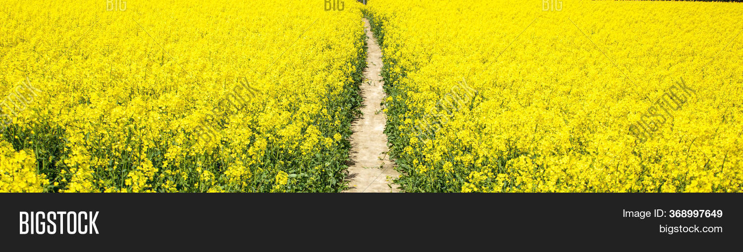 Clear Path Among Bio Image & Photo (Free Trial) | Bigstock