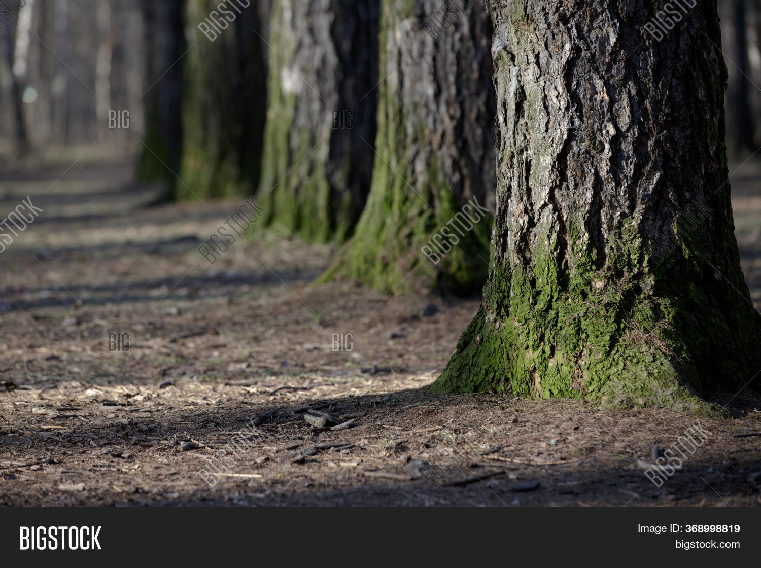 Large Tree Trunks Image & Photo (Free Trial) | Bigstock