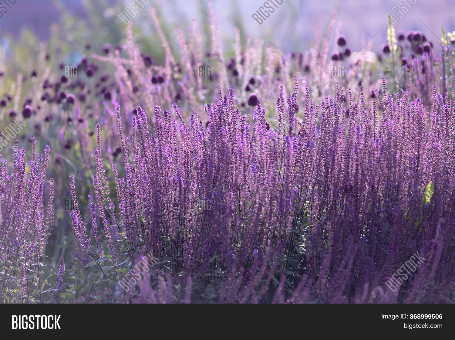 Violet Flowers On Thin Image & Photo (Free Trial) | Bigstock
