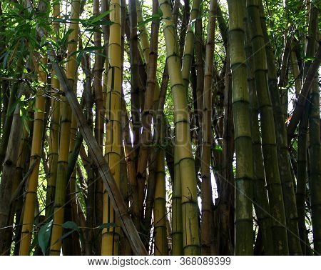 Yellow Bamboo Plants Image & Photo (Free Trial) | Bigstock