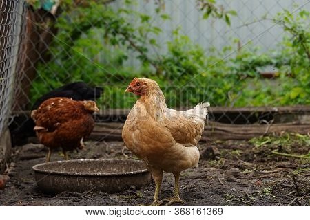 Chicken Standing On Image & Photo (Free Trial) | Bigstock