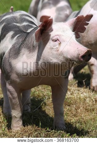 Multicolored Spotted Image & Photo (Free Trial) | Bigstock