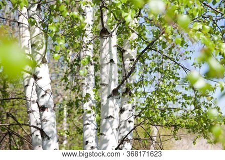 Blooming Birch Tree Image & Photo (Free Trial) | Bigstock
