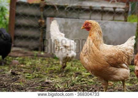 Chicken Standing On Image & Photo (Free Trial) | Bigstock