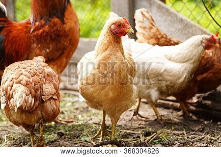Chicken Standing On Image & Photo (Free Trial) | Bigstock