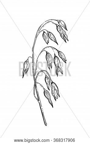Oats Sketch Icon. Vector & Photo (Free Trial) | Bigstock