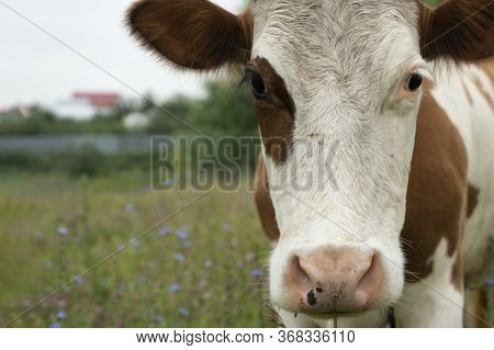 Piebald Cow Red Spot Image & Photo (Free Trial) | Bigstock