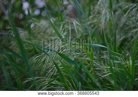 Drooping Brome Cheat Image & Photo (Free Trial) | Bigstock