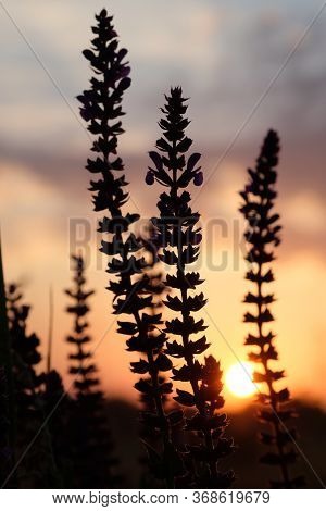 Silhouette Sage Image & Photo (Free Trial) | Bigstock