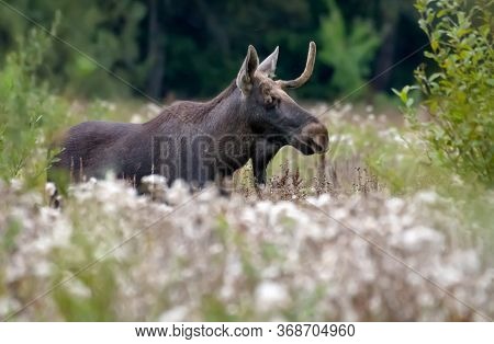 Male Elk Broken Image & Photo (Free Trial) | Bigstock