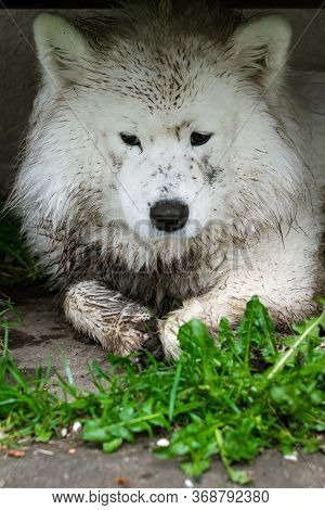 Dirty Samoyed Dog Image & Photo (Free Trial) | Bigstock