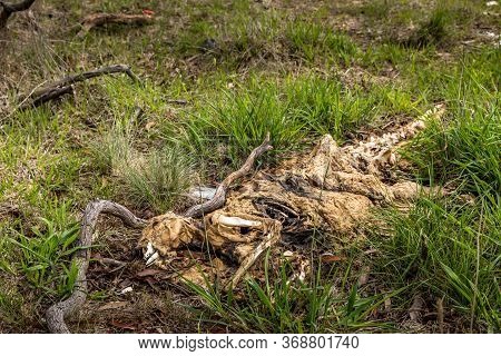 Dead Kangaroo Lying Image & Photo (Free Trial) | Bigstock