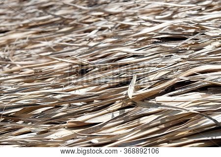 Detail Image Thatch Image & Photo (Free Trial) | Bigstock