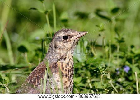Fieldfare Juvenile Image & Photo (Free Trial) | Bigstock