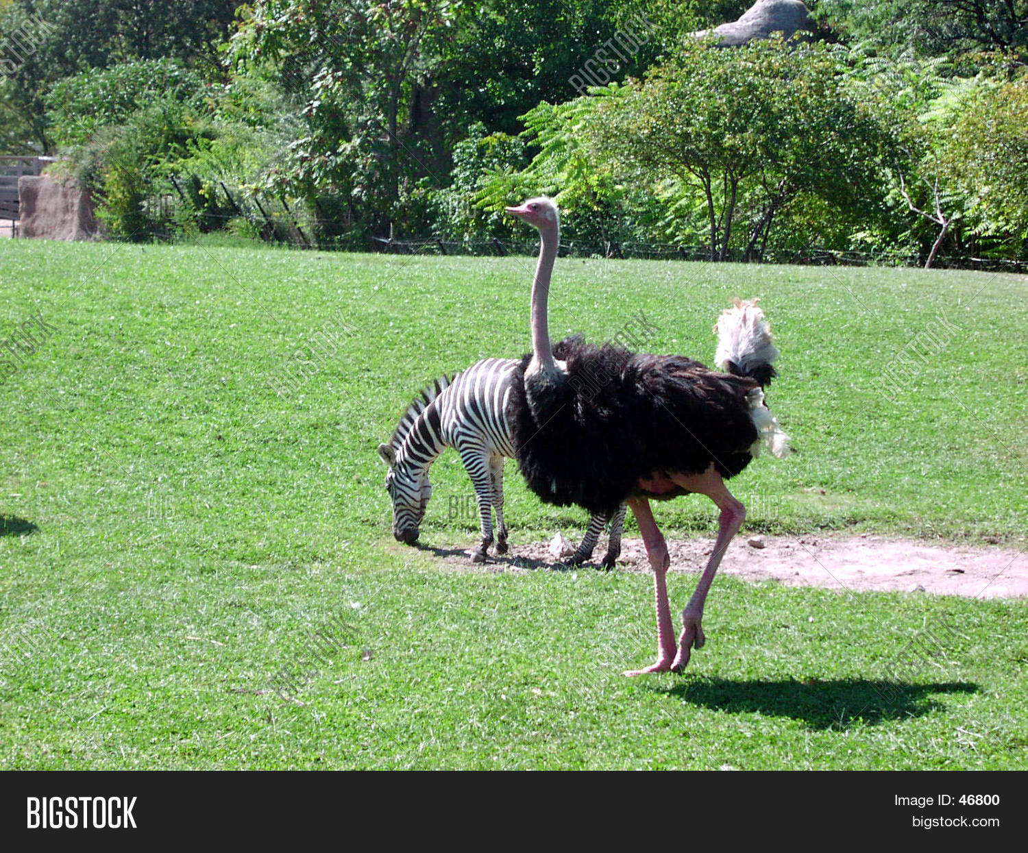 Zebra Ostrich Image & Photo (Free Trial) | Bigstock