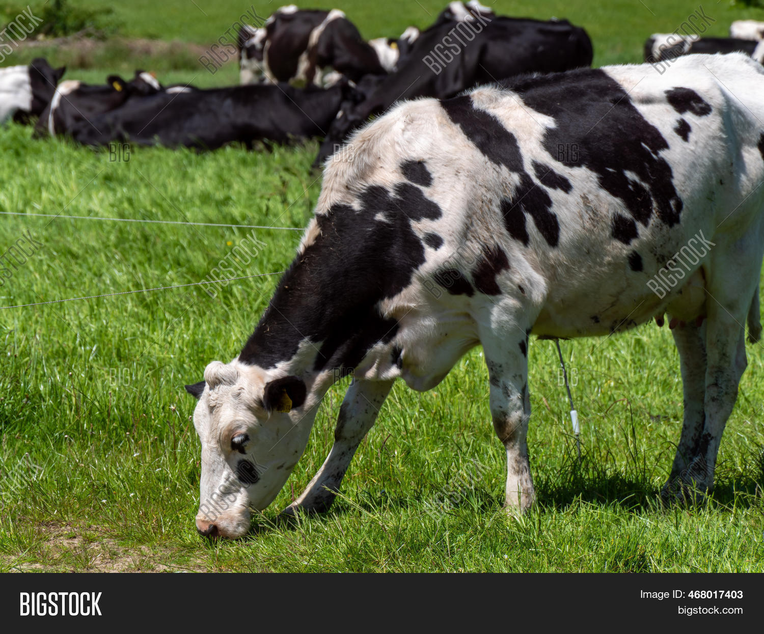 White Cow Black Spots Image & Photo (Free Trial) | Bigstock